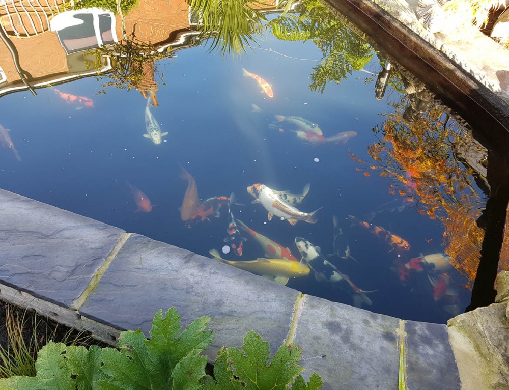 New Fibre Glass Pond Installed by Ponds Northwest - Ponds Northwest