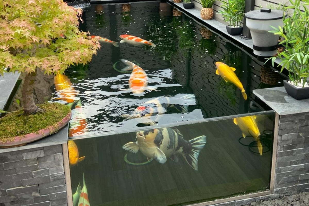 Pond Styles by Ponds Northwest – Expert Pond Builders