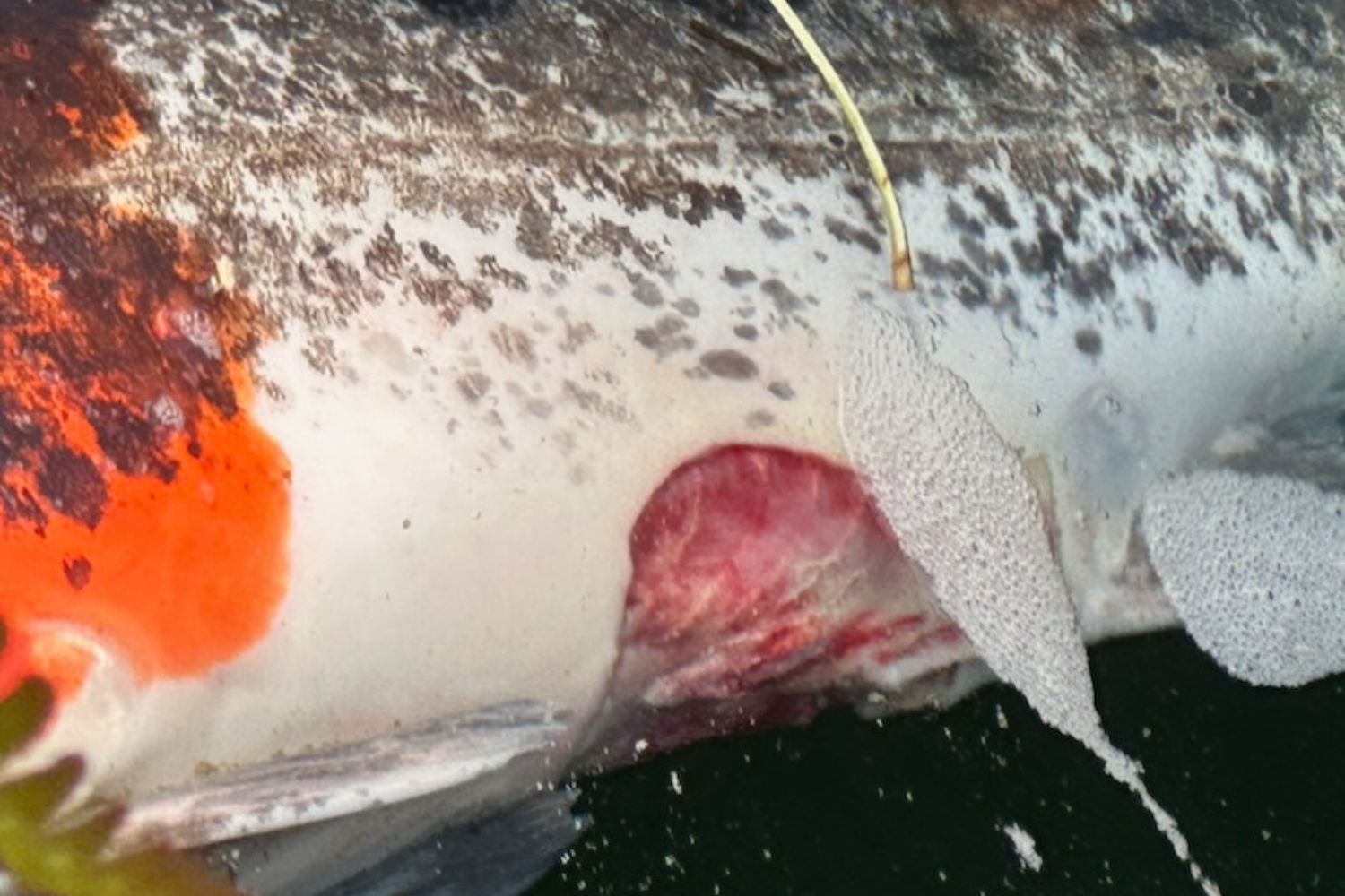 Fish Health and Water Quality - Ponds Northwest