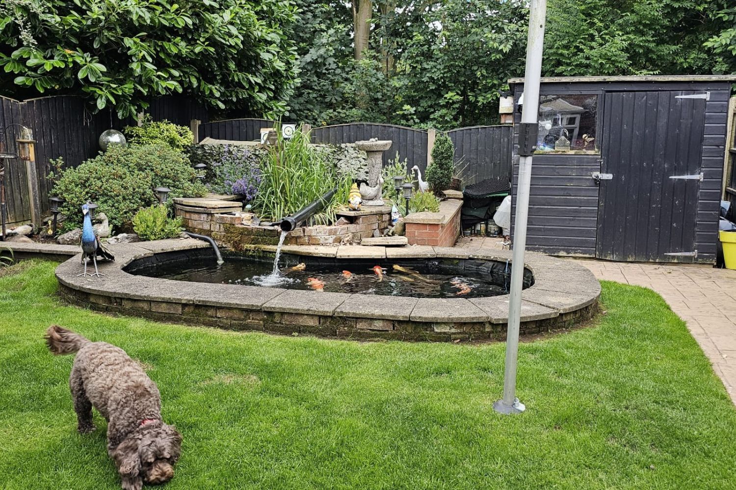 Spectacular raised contemporary Koi pond in Runcorn, Cheshire.